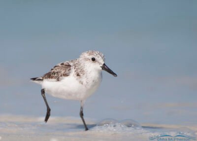 Sanderling Images - Mia McPherson's On The Wing Photography