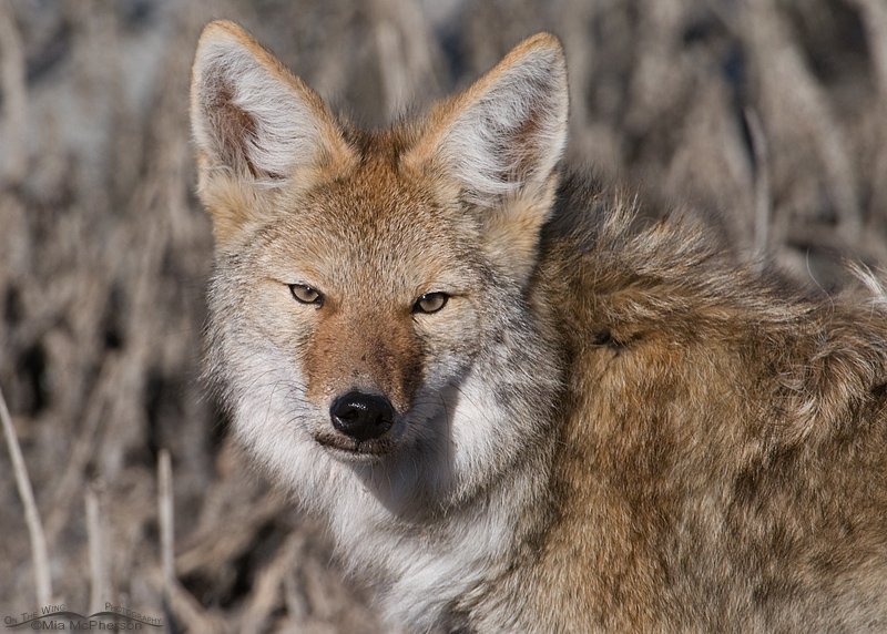 Autumn Coyote portrait – Mia McPherson's On The Wing Photography