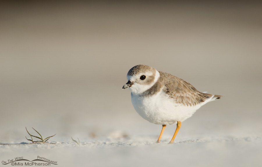 Low angle Piping Plover – Mia McPherson's On The Wing Photography