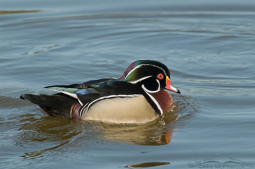 Drake Wood Duck