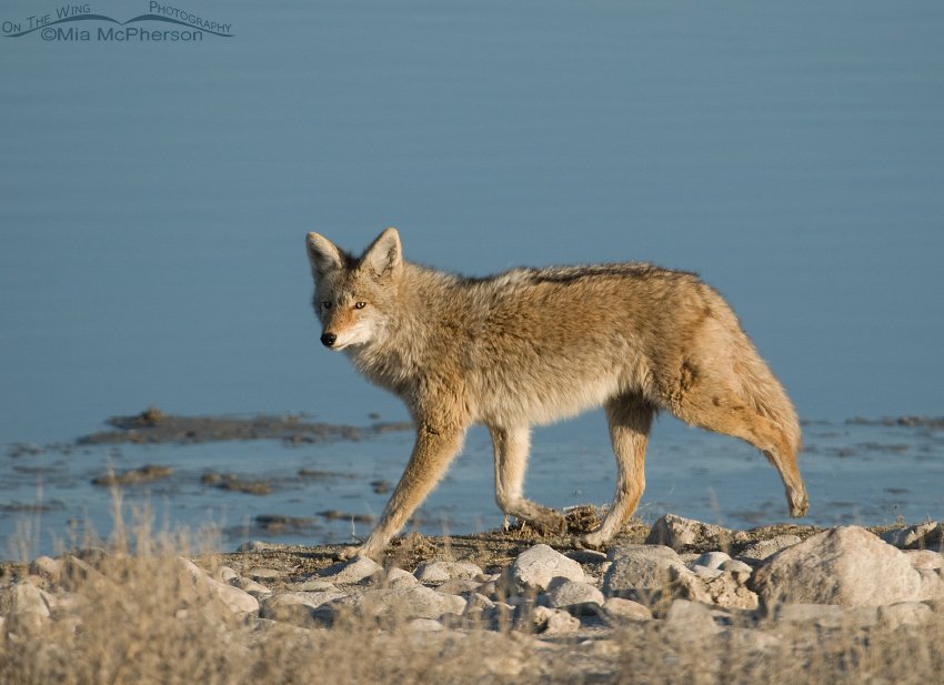 Coyote on the shore of the Great Salt Lake - Mia McPherson's On The ...