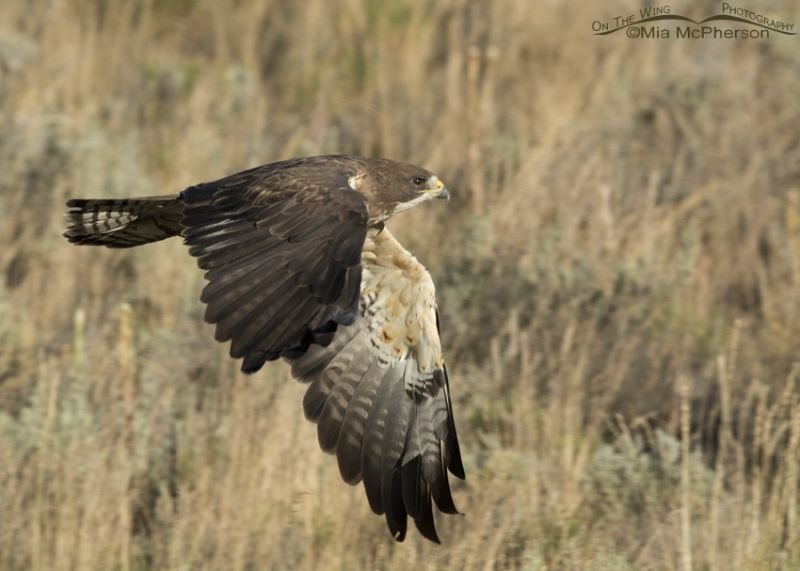 Swainson’s Hawk in flight next to a hillside – Mia McPherson's On The ...