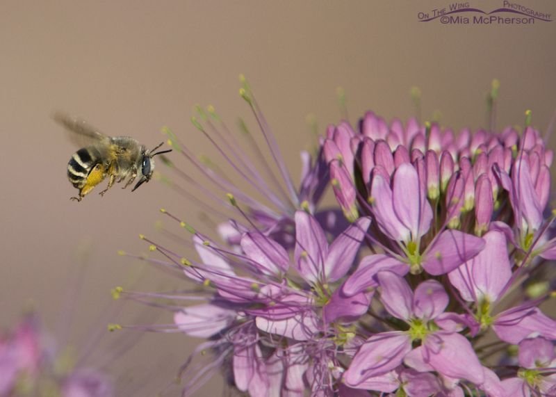 Rocky Mountain Bee Plant with a Digger Bee – Mia McPherson's On The ...