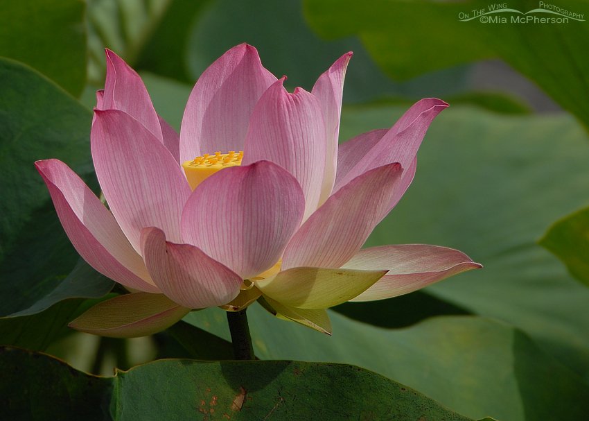 Pink Lotus – On The Wing Photography