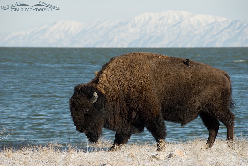 European Starling hitching a ride on a Bison – On The Wing Photography