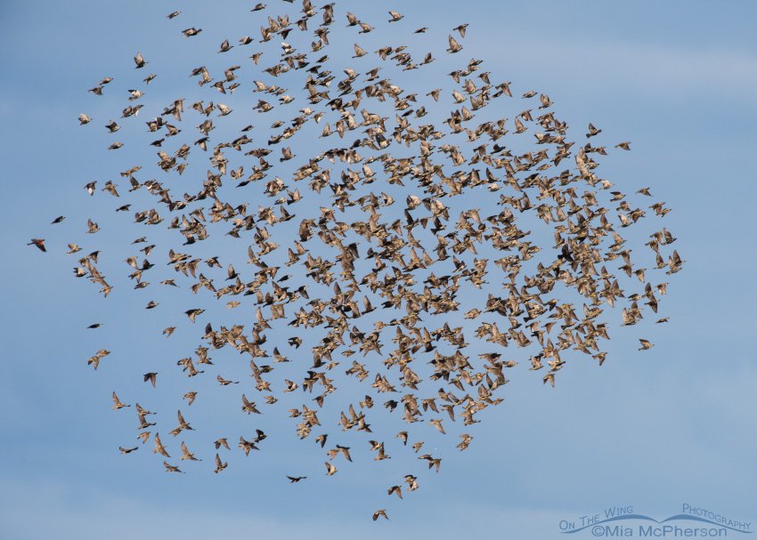 Flock of Europeans Starlings in a ball – Mia McPherson's On The Wing ...