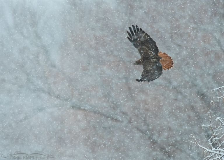 Christmas Day snow storm and a Red-tailed Hawk - Mia McPherson's On The ...