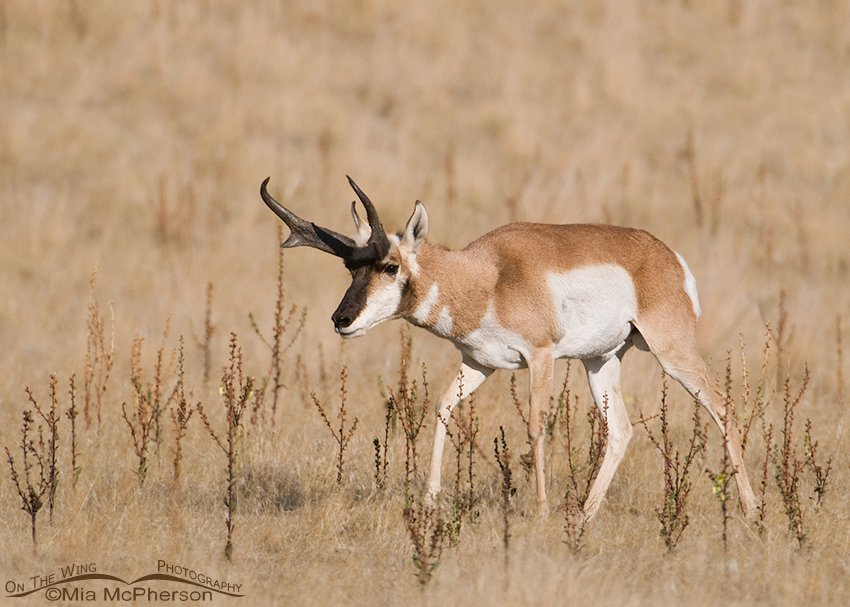 Pronghorn keeping an eye on his harem – Mia McPherson's On The Wing ...