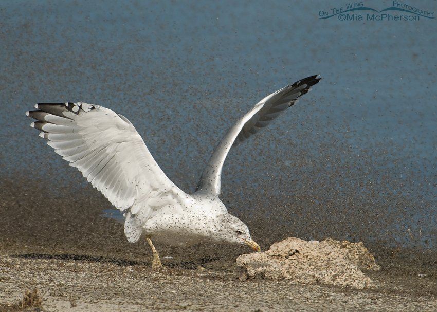 California Gull chasing brine flies with its wings up – Mia McPherson's ...