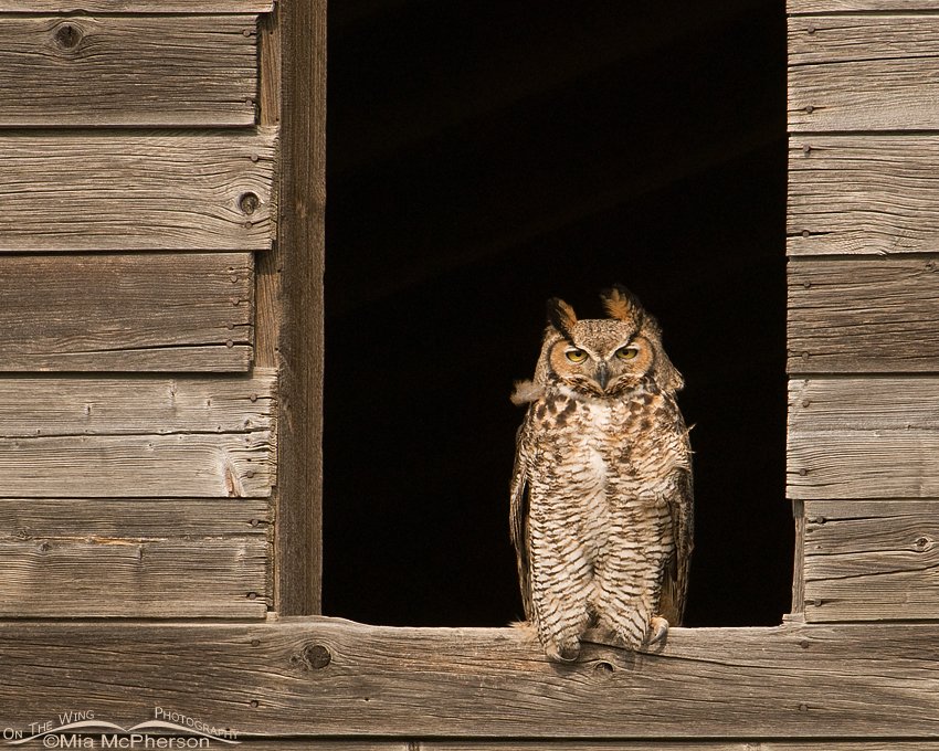 Female adult Great Horned Owl in a Montana granary window – On The Wing ...