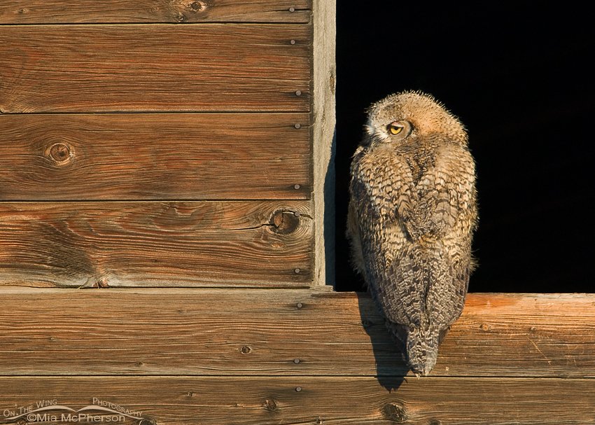 Damp fledgling Great Horned Owl in a granary window – Mia McPherson's ...