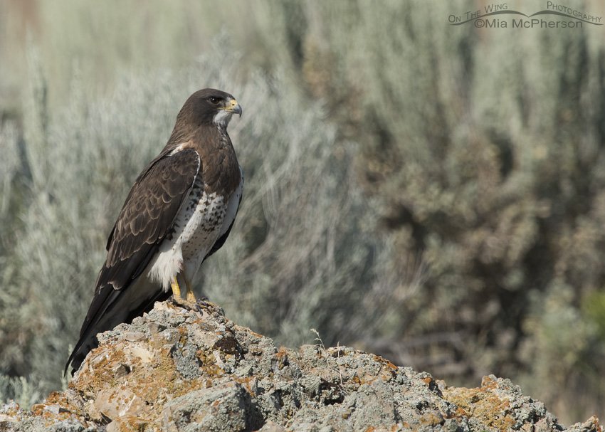 Swainson’s Hawk perched on a lichen covered boulder – Mia McPherson's ...