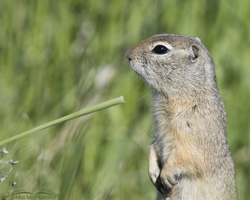 Uinta Ground Squirrels of Red Rock Lakes National Wildlife Refuge - Mia ...