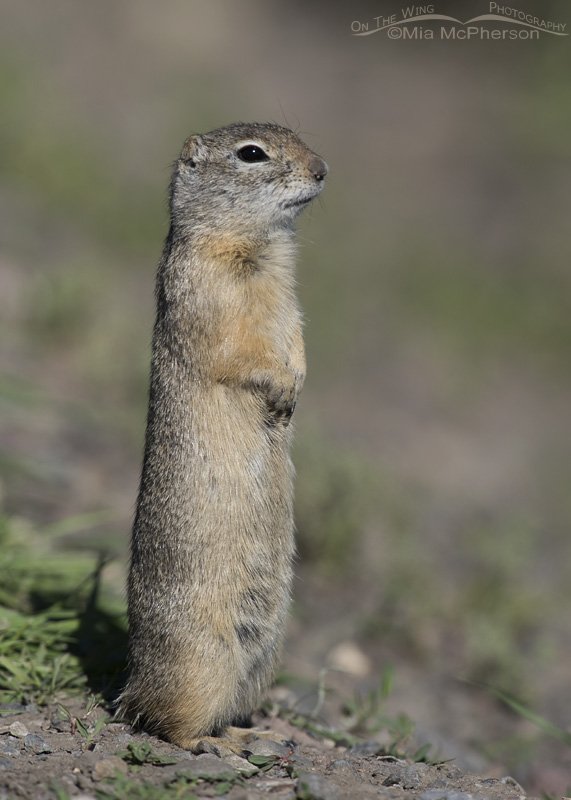 Uinta Ground Squirrels of Red Rock Lakes National Wildlife Refuge - Mia ...