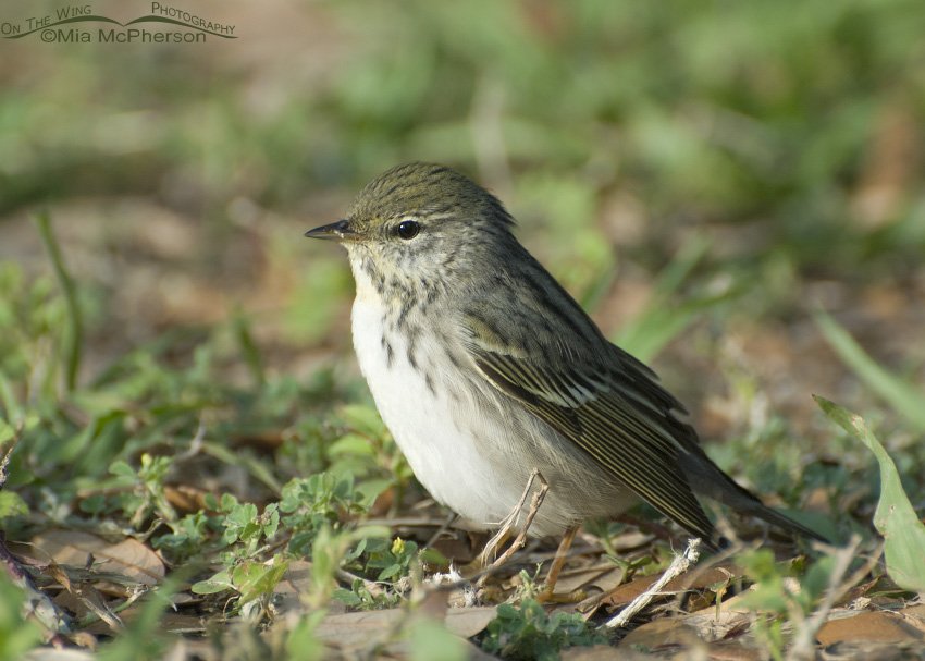 Female Blackpoll Warbler – On The Wing Photography