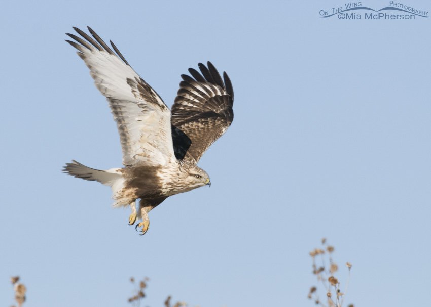 Rough-legged Hawk gaining altitude – Mia McPherson's On The Wing ...
