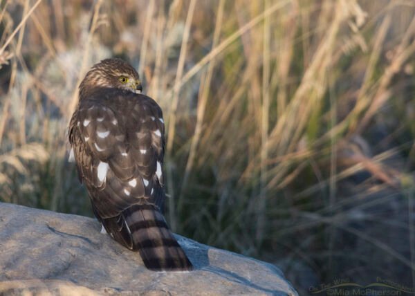 Young Sharp-shinned Hawk on a boulder – Mia McPherson's On The Wing ...