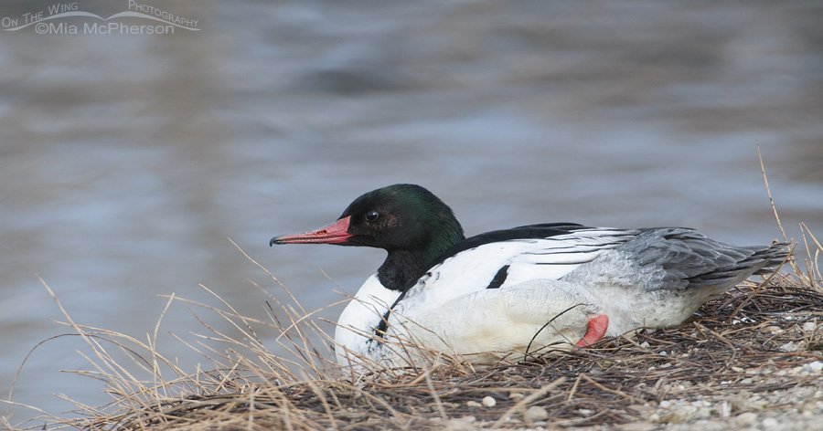 Common Merganser Drakes in the Winter - Mia McPherson's On The Wing ...