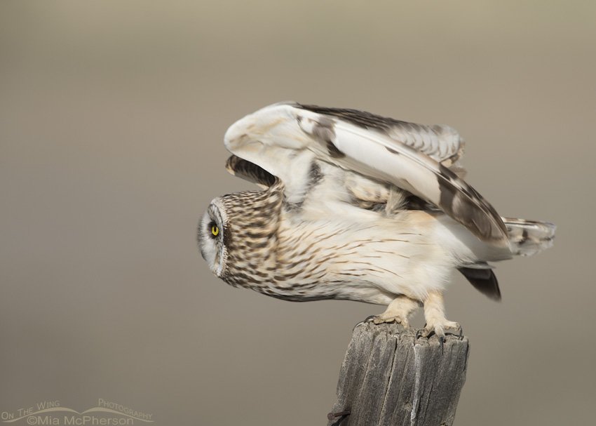 Short-eared Owl lifting off to dive on prey – On The Wing Photography