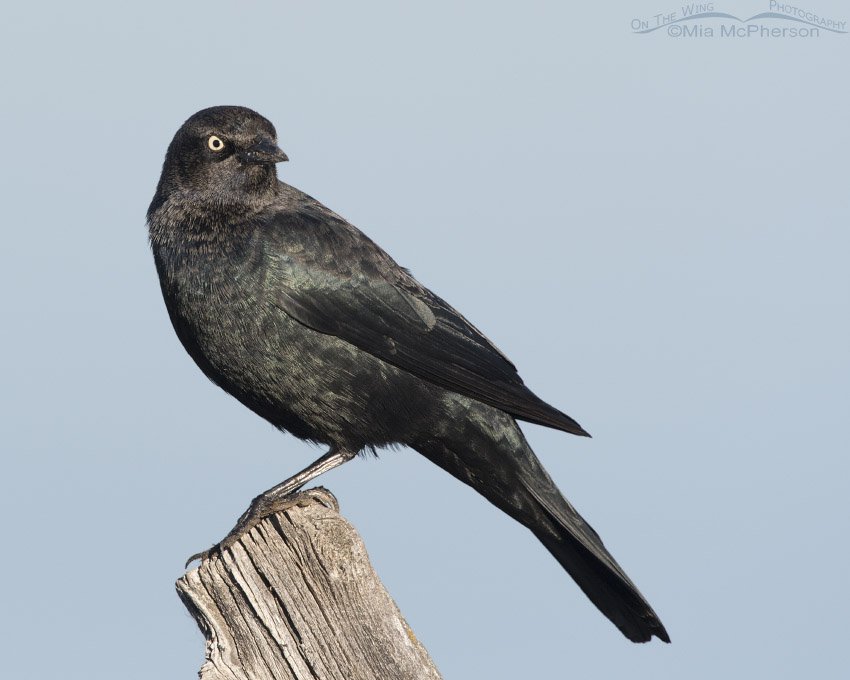 Brewer’s Blackbird male during the fall – Mia McPherson's On The Wing ...