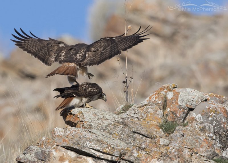 Pair of Red-tailed Hawks Mating - A Wild 34 Seconds - Mia McPherson's ...