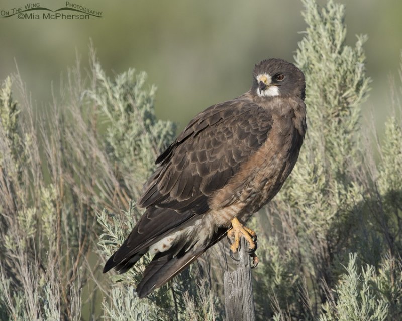 Swainson's Hawk Images - On The Wing Photography