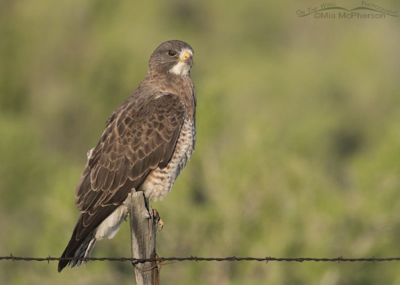 Swainson's Hawk Images - Mia McPherson's On The Wing Photography