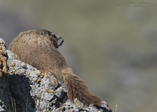 Yellow-bellied Marmot with Pups - Mia McPherson's On The Wing Photography