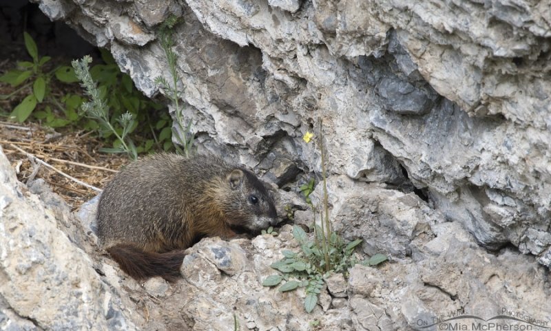 Yellow-bellied Marmot Pups in Northern Utah - Mia McPherson's On The ...
