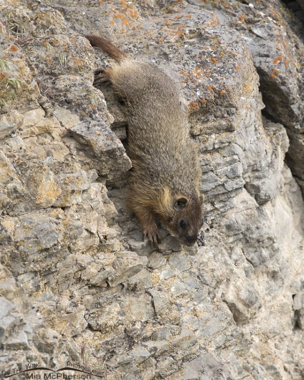 Yellow-bellied Marmot Pups in Northern Utah - Mia McPherson's On The ...