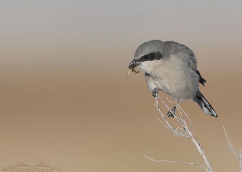 Loggerhead Shrike Images - On The Wing Photography