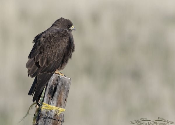 Very dark Swainson’s Hawk – On The Wing Photography
