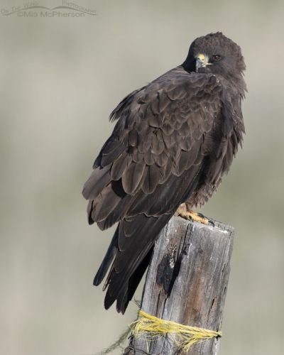 Dark morph Swainson’s Hawk in northern Utah – On The Wing Photography