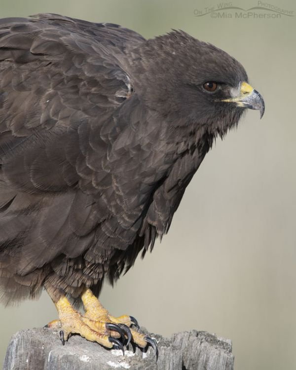 Dark Morph Swainson's Hawk - Possibly The Darkest I Have Ever Seen ...