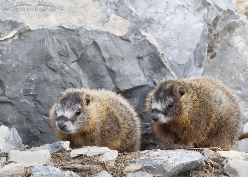 Yellow-bellied Marmot Pups Exploring Beyond Their Burrow - Mia ...