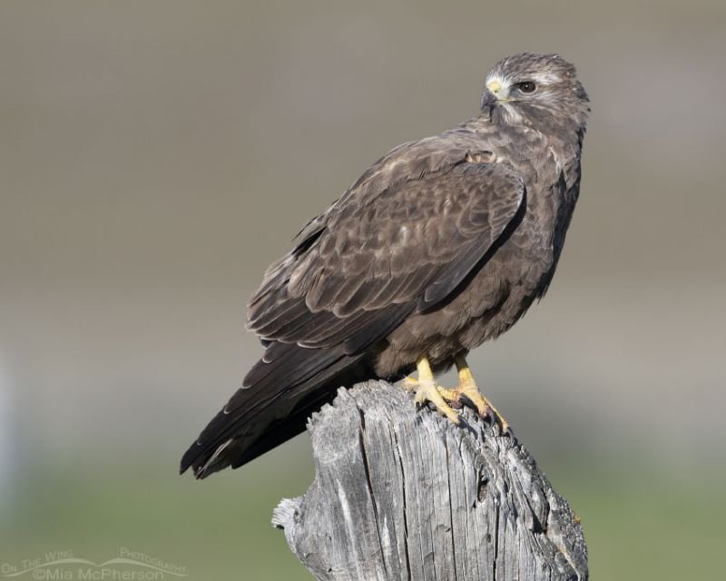 Sub-adult Dark Morph Swainson's Hawk Photos - Mia McPherson's On The ...