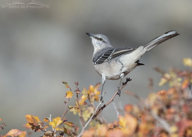 Northern Mockingbird Images - On The Wing Photography