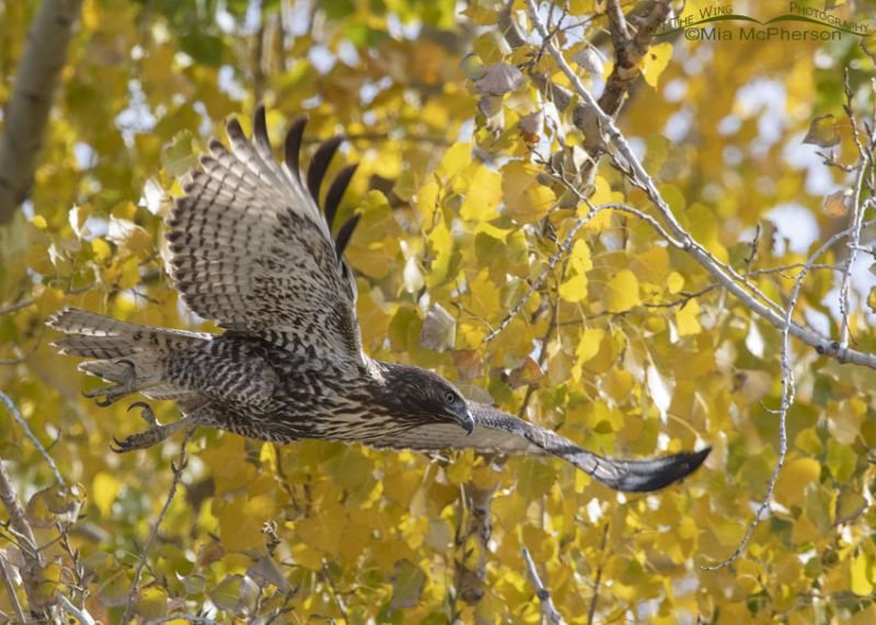 Autumn immature Red-tailed Hawk – On The Wing Photography