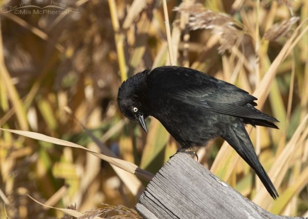 Male Brewer's Blackbird On A Fence Post With Fall Colors - Mia ...