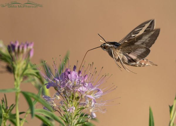 Hovering White-lined Sphinx Moth Getting Nectar - Mia McPherson's On ...