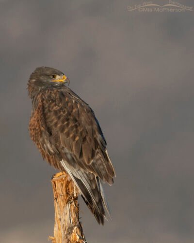 Ferruginous Hawk Images - Mia McPherson's On The Wing Photography
