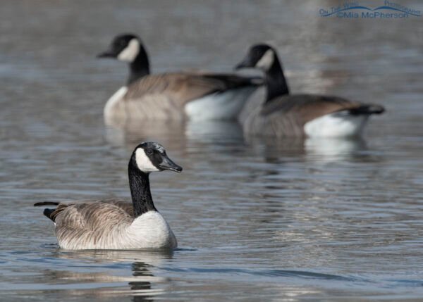 Canada Goose With White Plumage On Its Head - Mia McPherson's On The ...