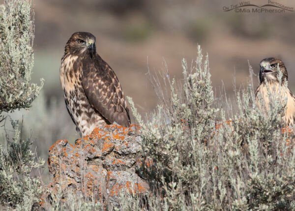 Two young Red-tailed Hawks in sage – Mia McPherson's On The Wing ...