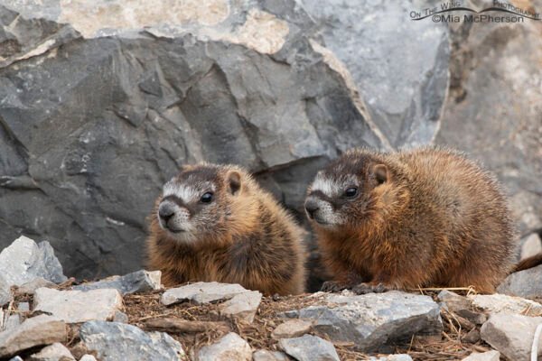 Yellow-bellied Marmot pups at the entrance to their burrow – Mia ...
