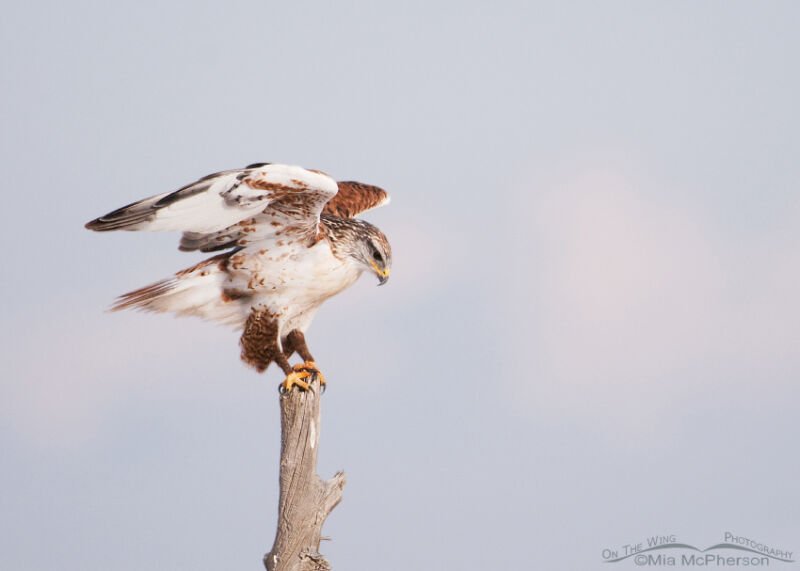 Ferruginous Hawk in Tooele County, Utah - On The Wing Photography