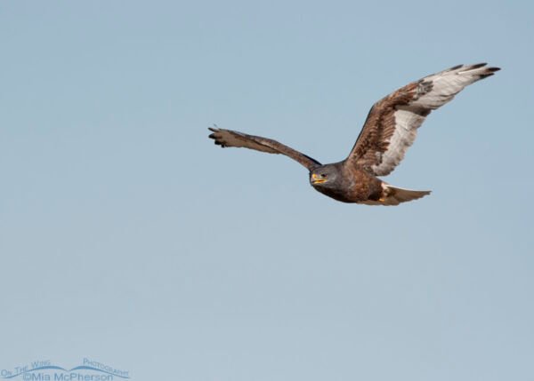 Dark Morph Ferruginous Hawk On The Hunt In The West Desert - Mia ...