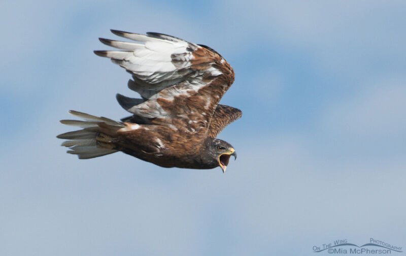 Dark morph Ferruginous Hawk in flight – Mia McPherson's On The Wing ...
