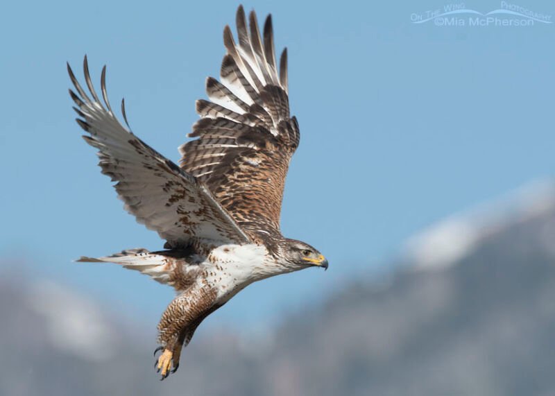 Feathered Tarsi - Ferruginous & Rough-legged Hawks Have Feathered Legs ...