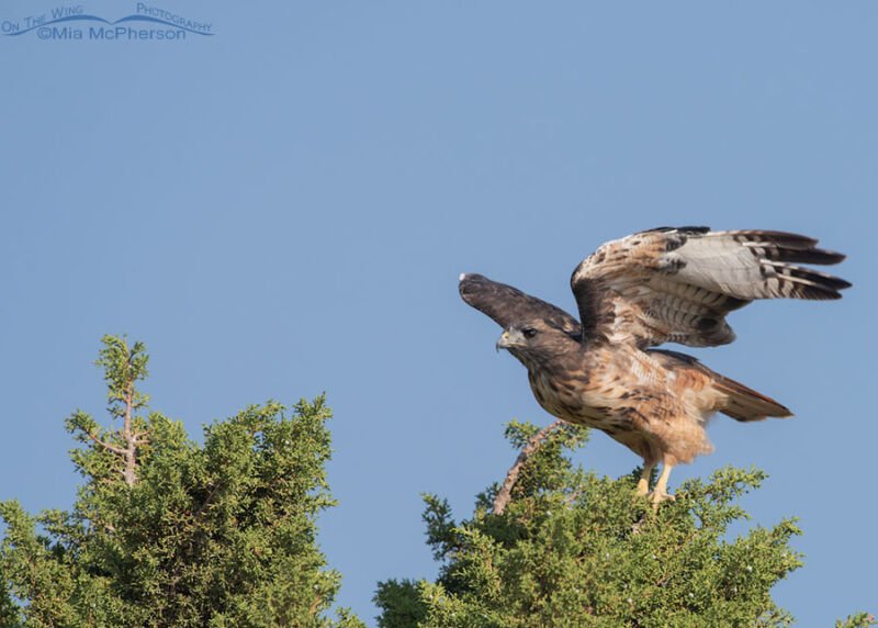 Adult Red-tailed Hawk lifting off from a juniper on a smoky day – Mia ...