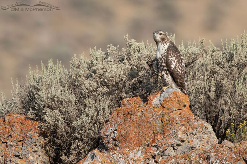 Immature light morph Red-tailed Hawk with sage – Mia McPherson's On The ...